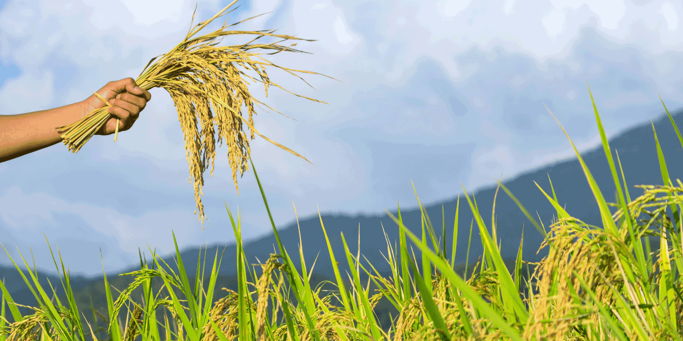 The History of Rice: A Culinary Staple Across Millennia